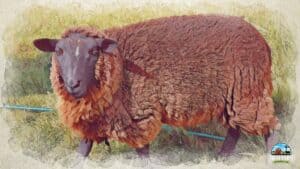 Best Sheep Breeds For Pets, Homesteaders, and Small Farms