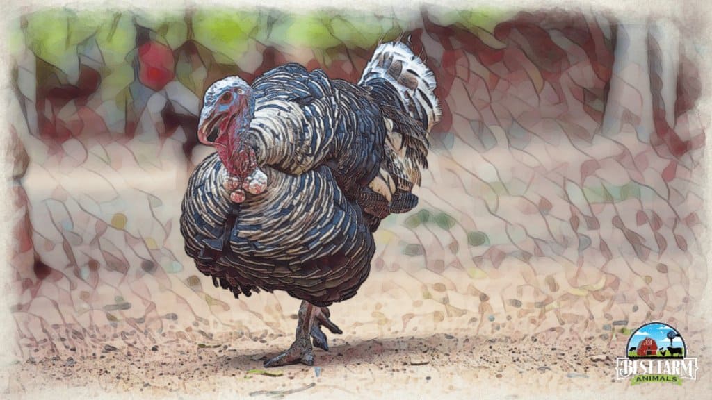 Turkeys-are-athlethes-and-can-run-fast-DLX241-PS-with-logo | Best Farm ...