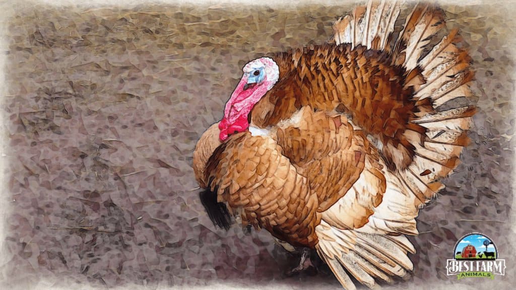 Chickens Ducks & All Birds | Best Farm Animals
