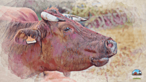 Why Is My Cow Crying? Reasons Why and What to Do