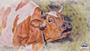 Why Is My Cow Crying? Reasons Why and What to Do