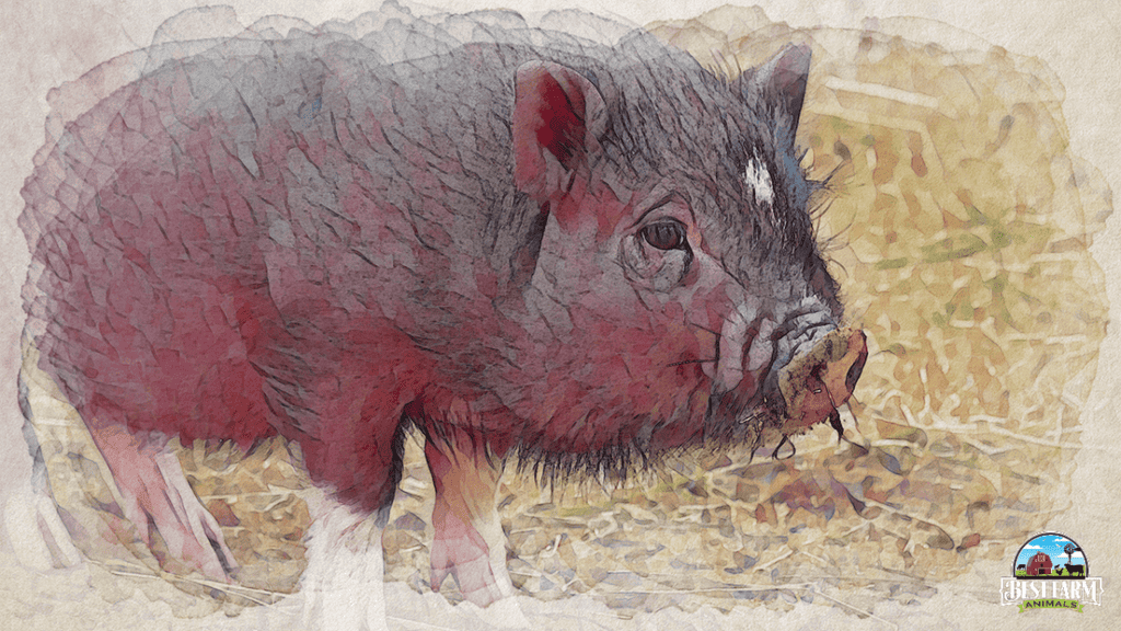 Raising Pigs: Guide to Popular Pet Pig Breeds and Their Care