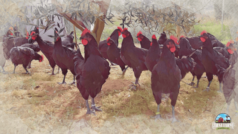 Penedesenca Chickens: The Secrets of Spanish Dark Brown Eggs