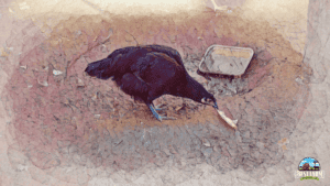 Penedesenca Chickens: The Secrets of Spanish Dark Brown Eggs