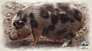 When Pigs Don’t Eat: Causes, Solutions & Why Your Pig Is Losing Weight